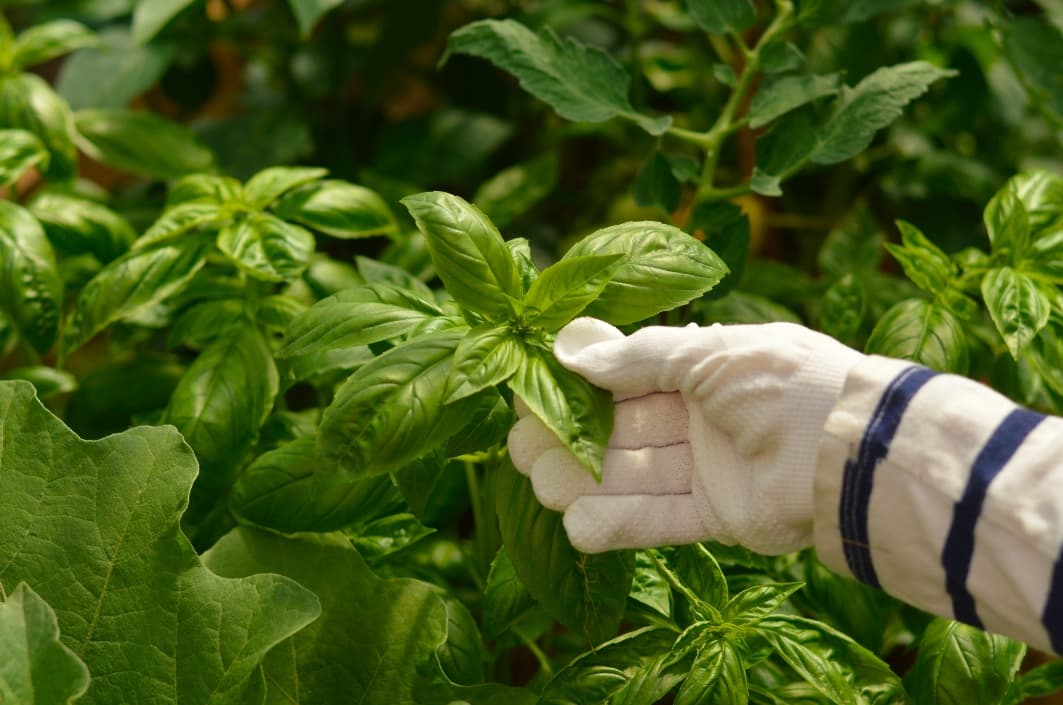 Thai Basil vs. Basil: Different Basils Worldwide Compared – ODIFORGO